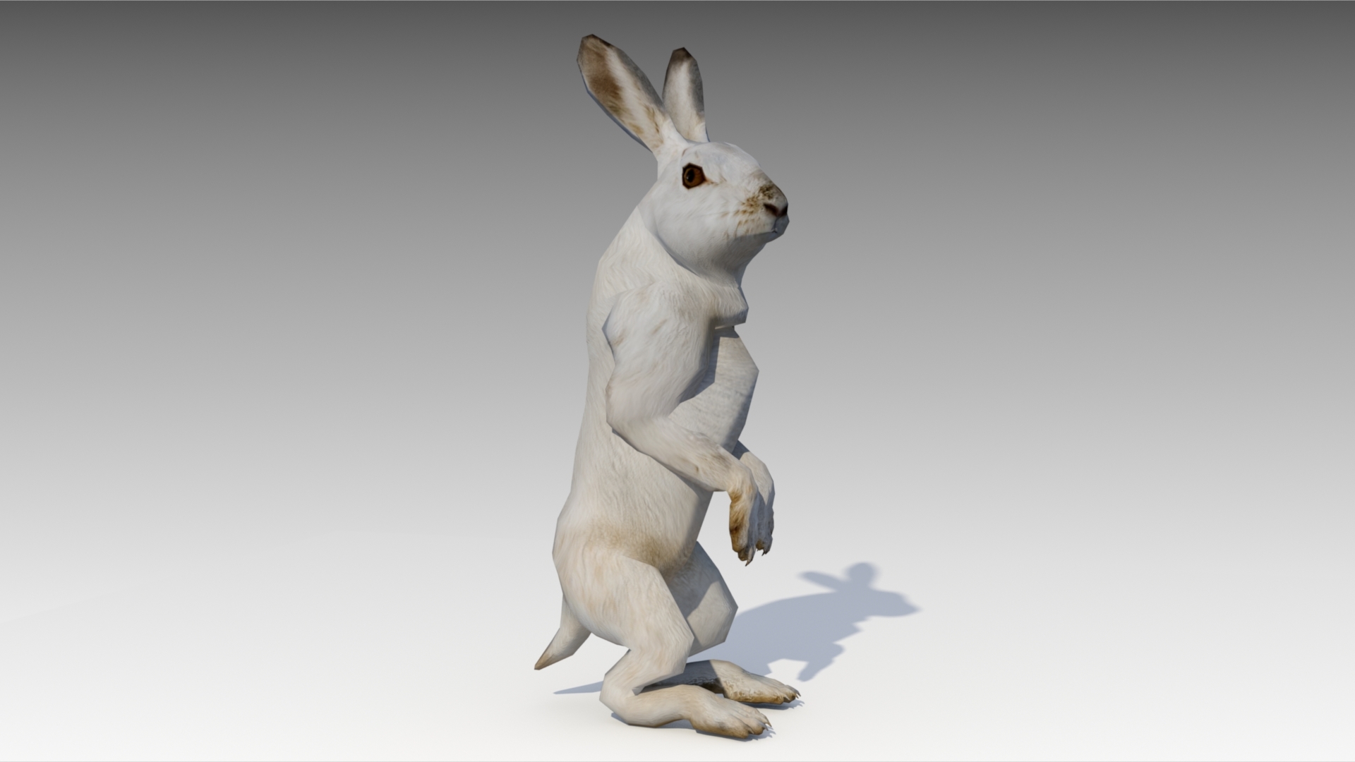 Arctic hare model - TurboSquid 1225320