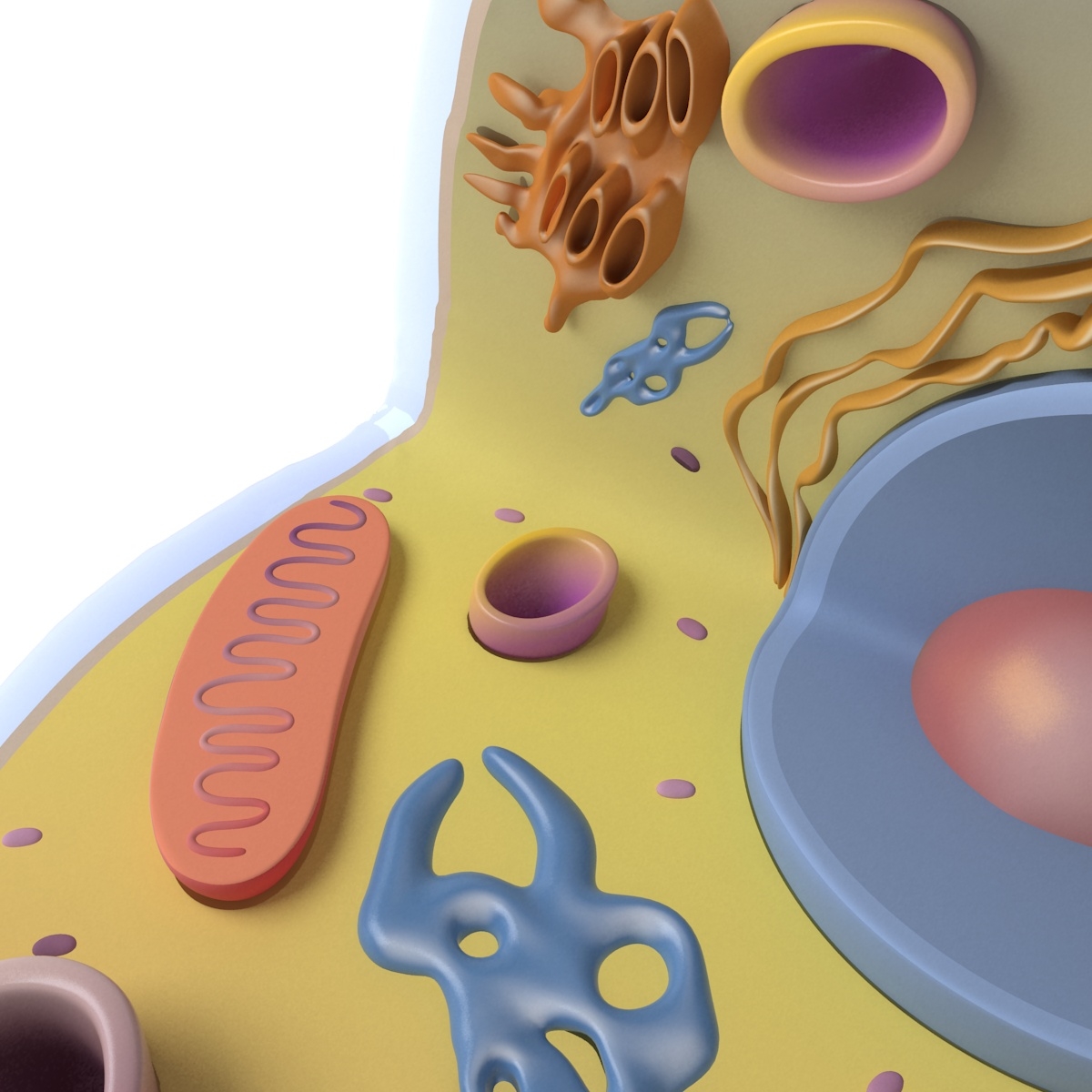 3D biological cell model - TurboSquid 1225448