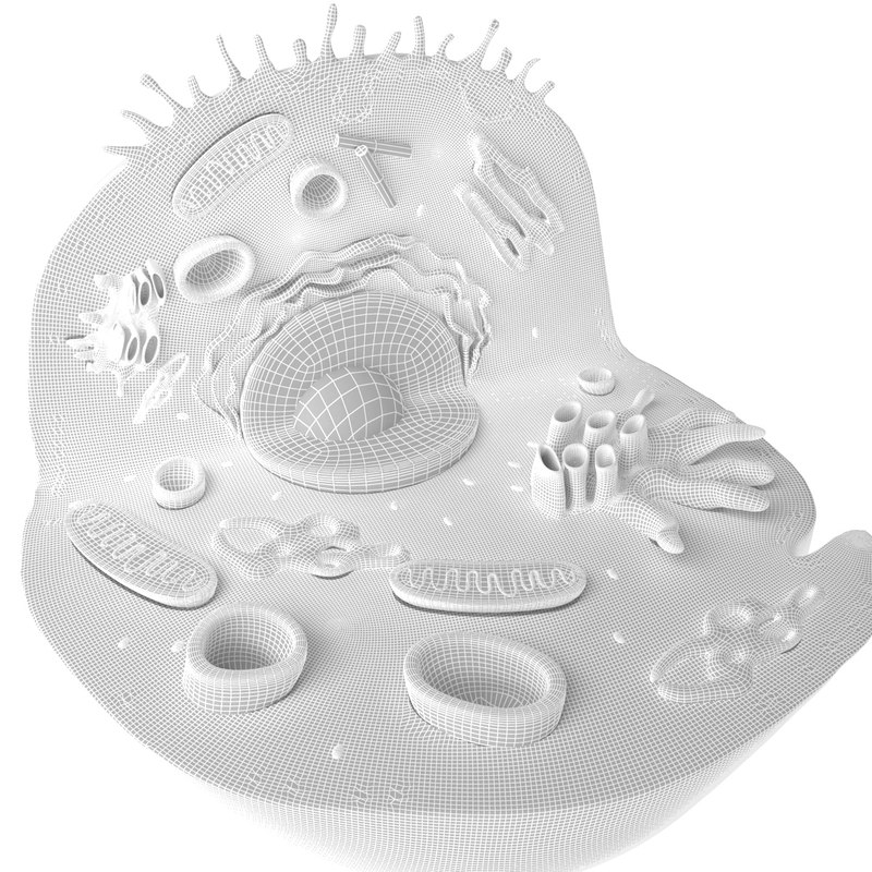 3D biological cell model - TurboSquid 1225448