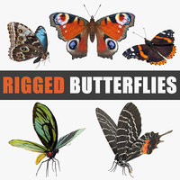 Butterfly 3D Models for Download | TurboSquid