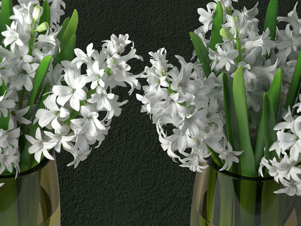 White hyacinths 3D model - TurboSquid 1226250