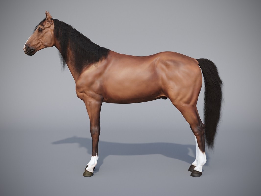 Horse positions 3D model - TurboSquid 1226380