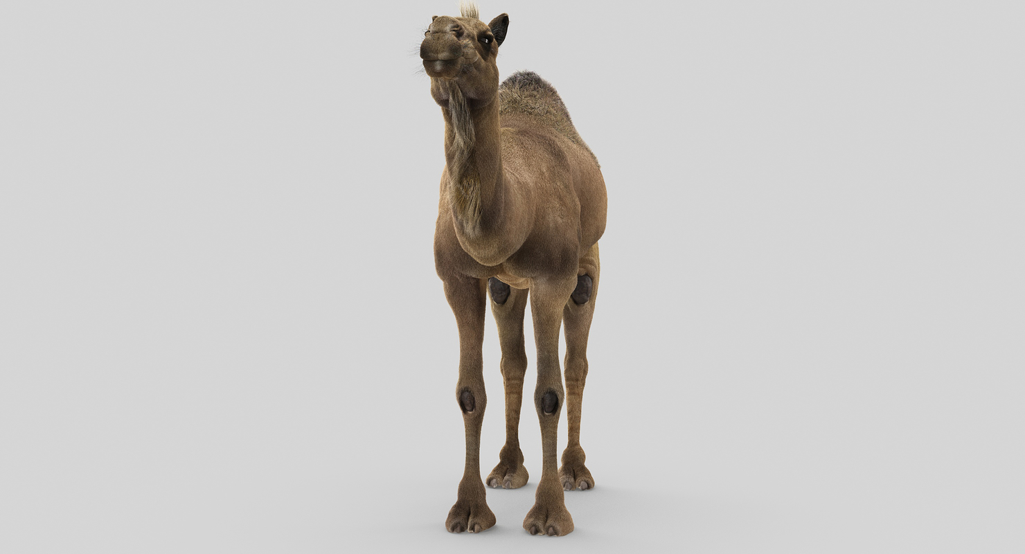 3D animals giraffe camel - TurboSquid 1226422