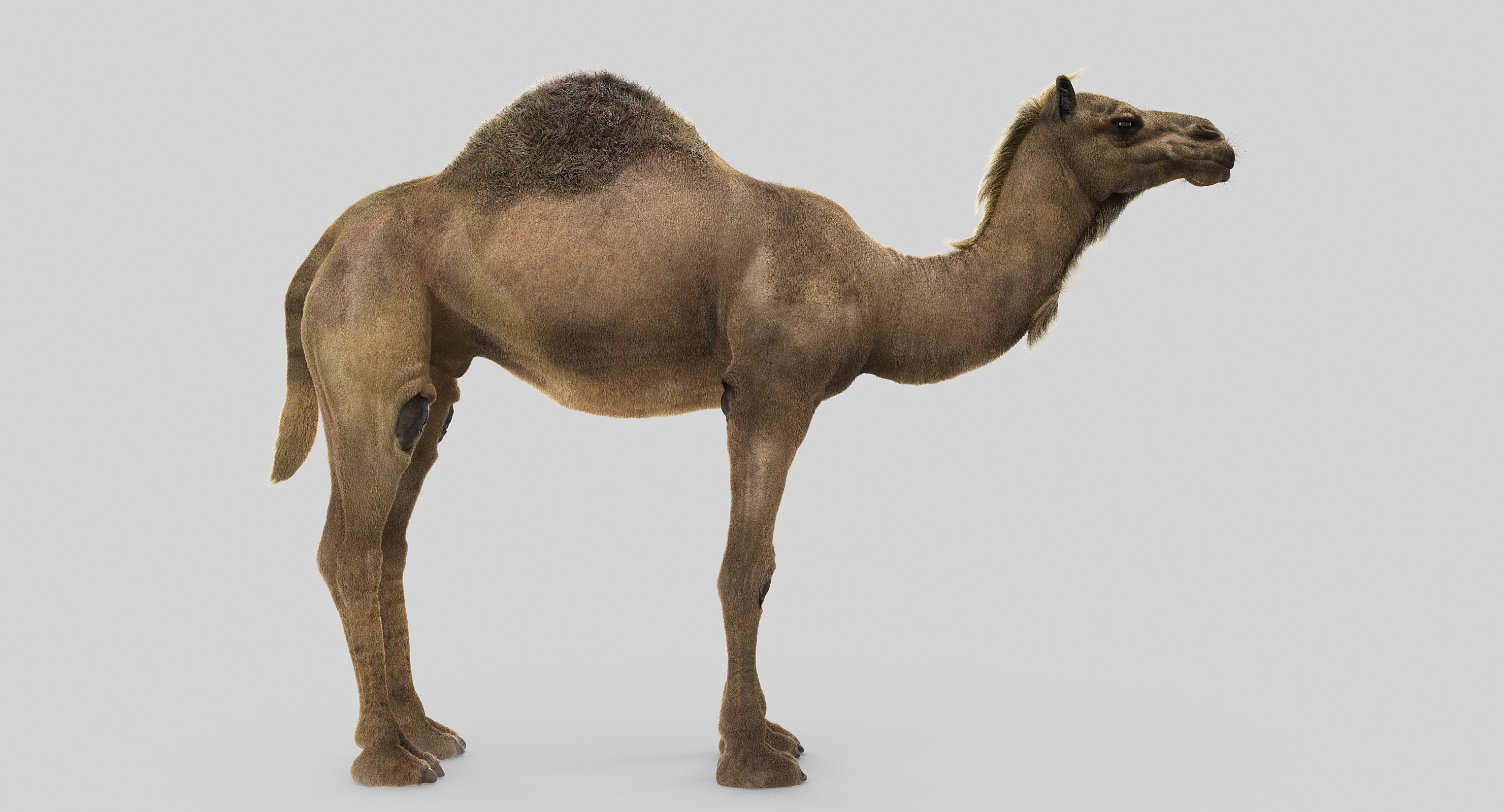 3D animals giraffe camel - TurboSquid 1226422