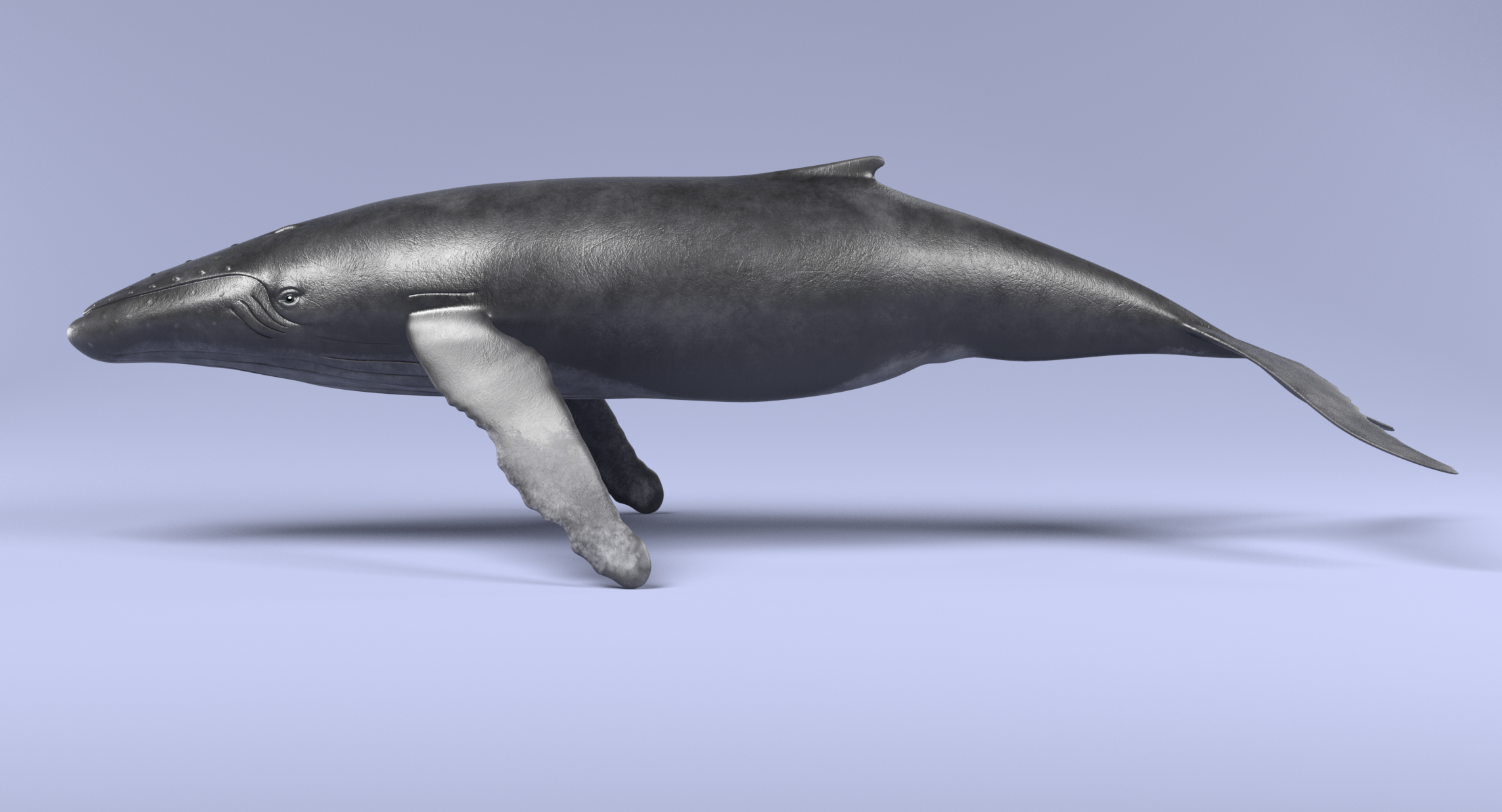 Whales 3D model - TurboSquid 1226678