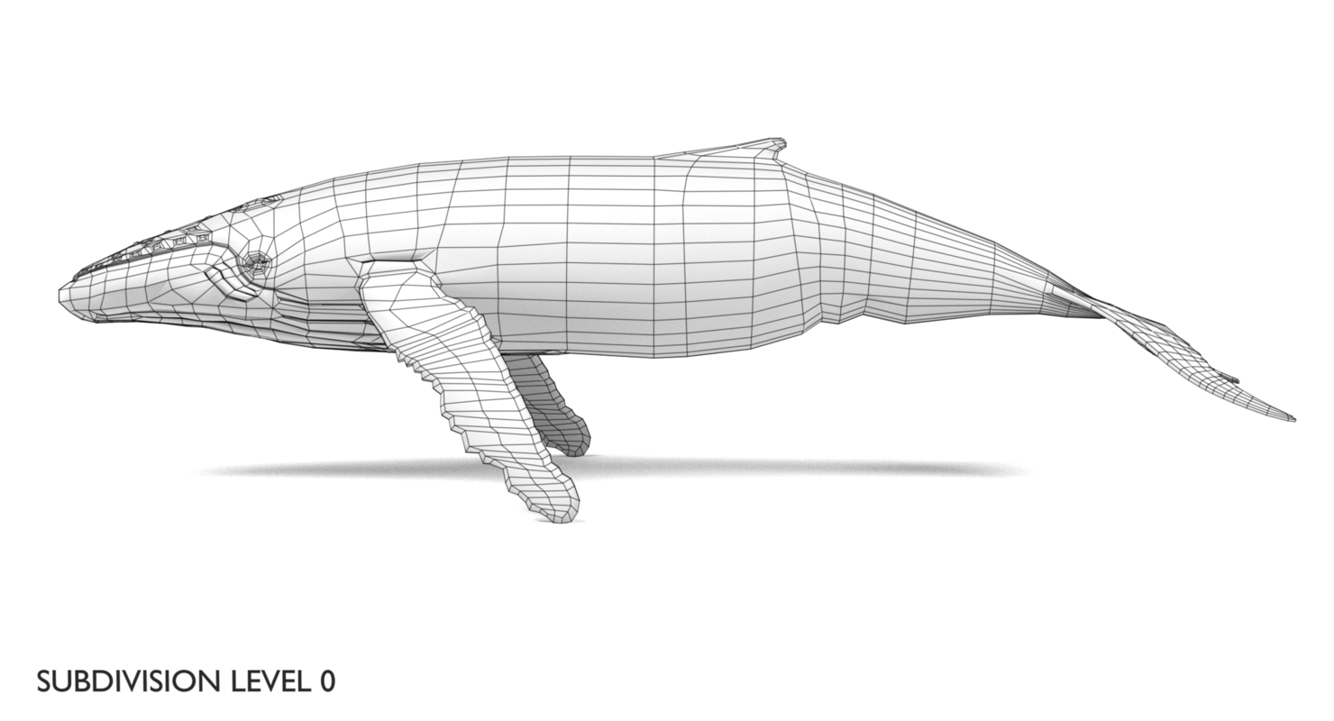 Whales 3D model - TurboSquid 1226678