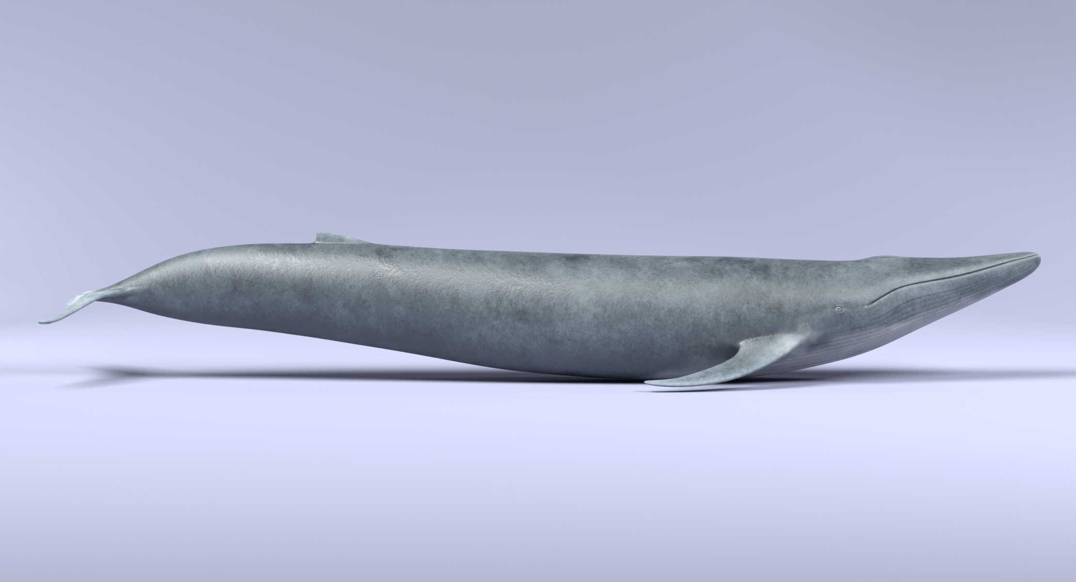 Whales 3D model - TurboSquid 1226678