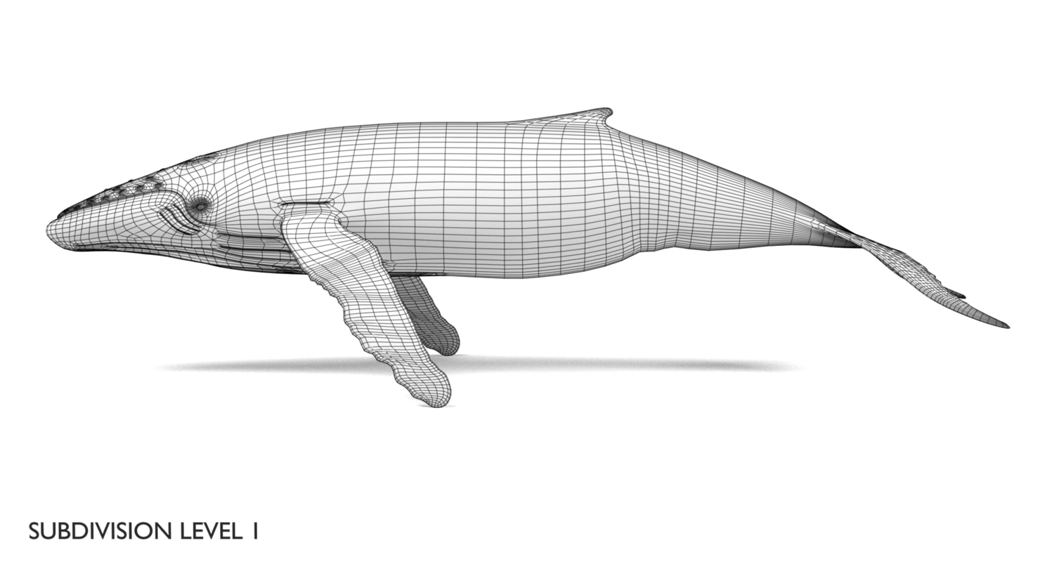 Whales 3D model - TurboSquid 1226678