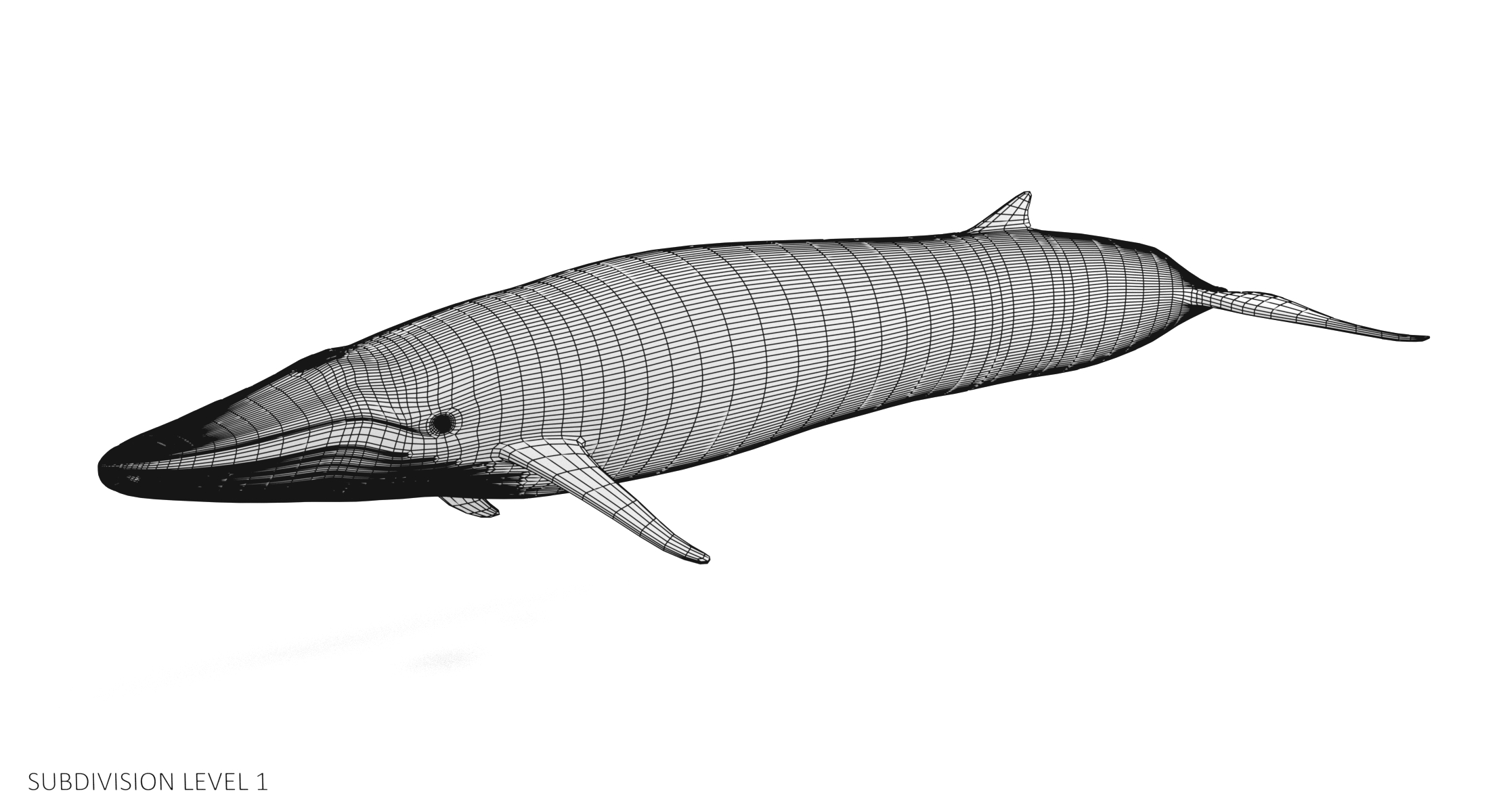 Whales 3D model - TurboSquid 1226678