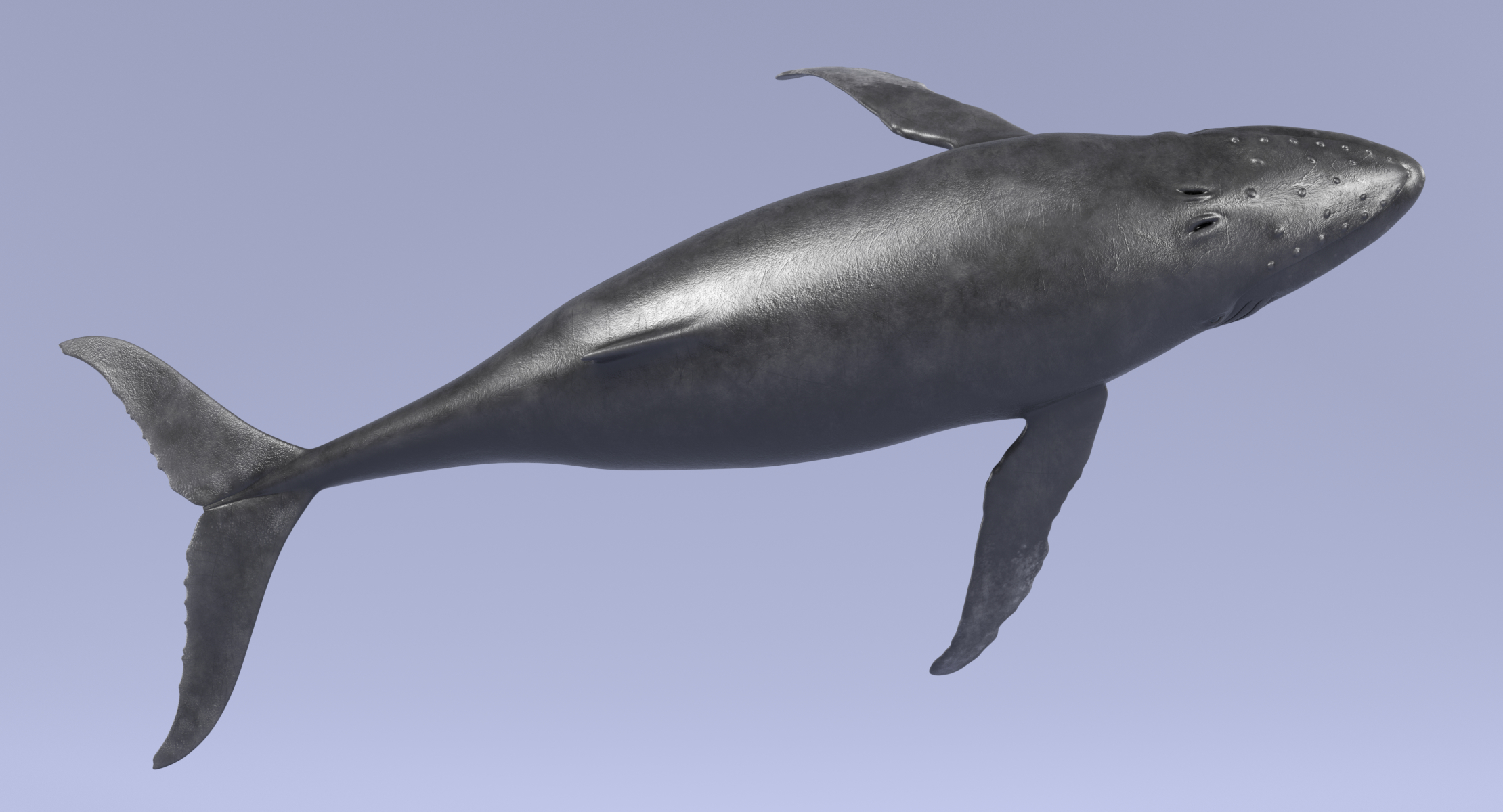 Whales 3D model - TurboSquid 1226678