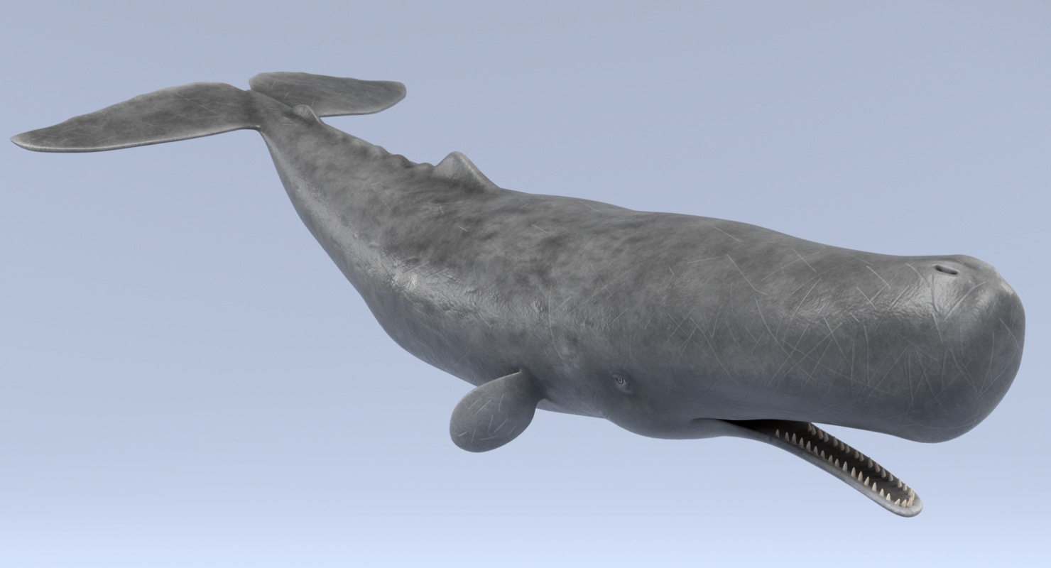 Whales 3D model - TurboSquid 1226678