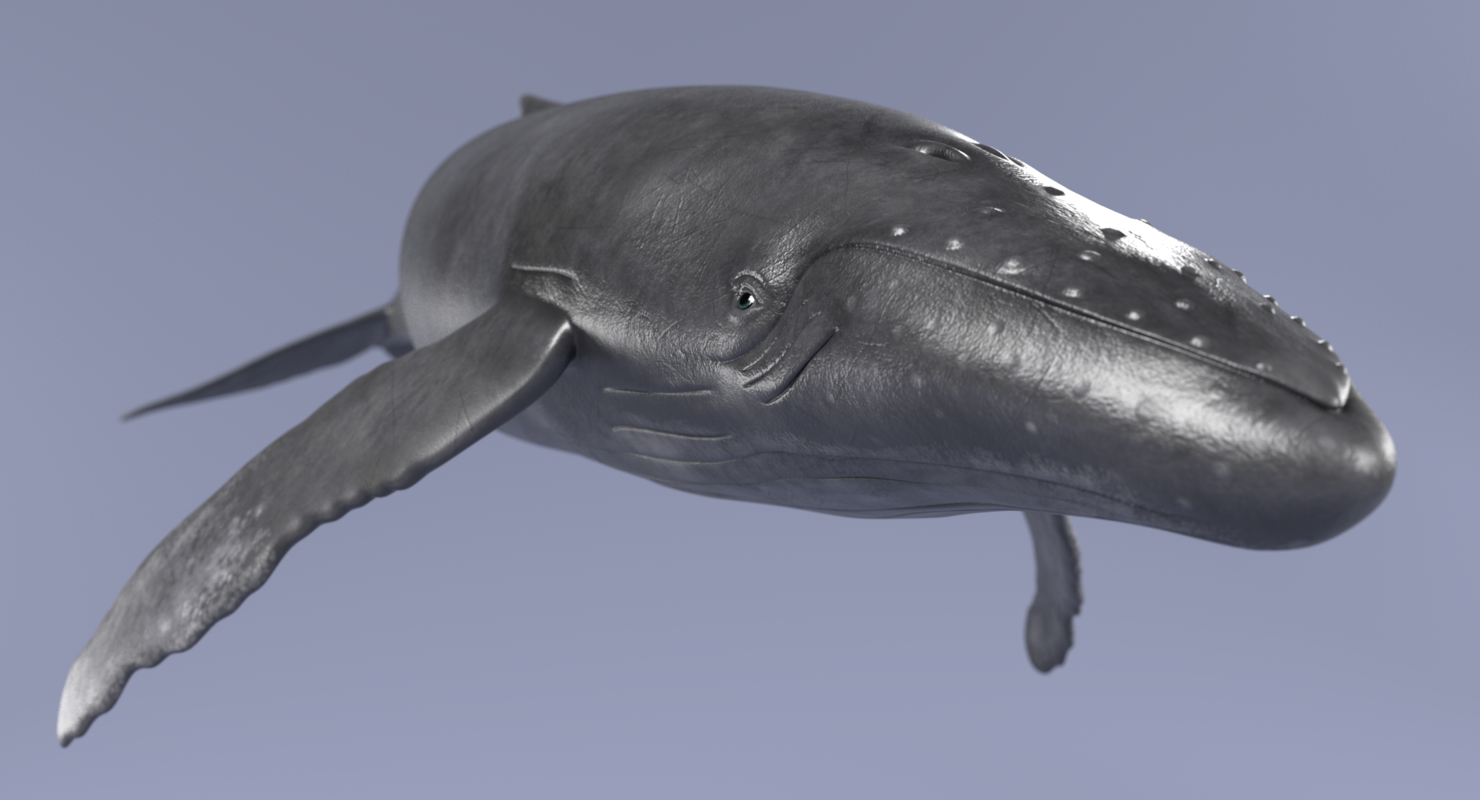 Whales 3D model - TurboSquid 1226678