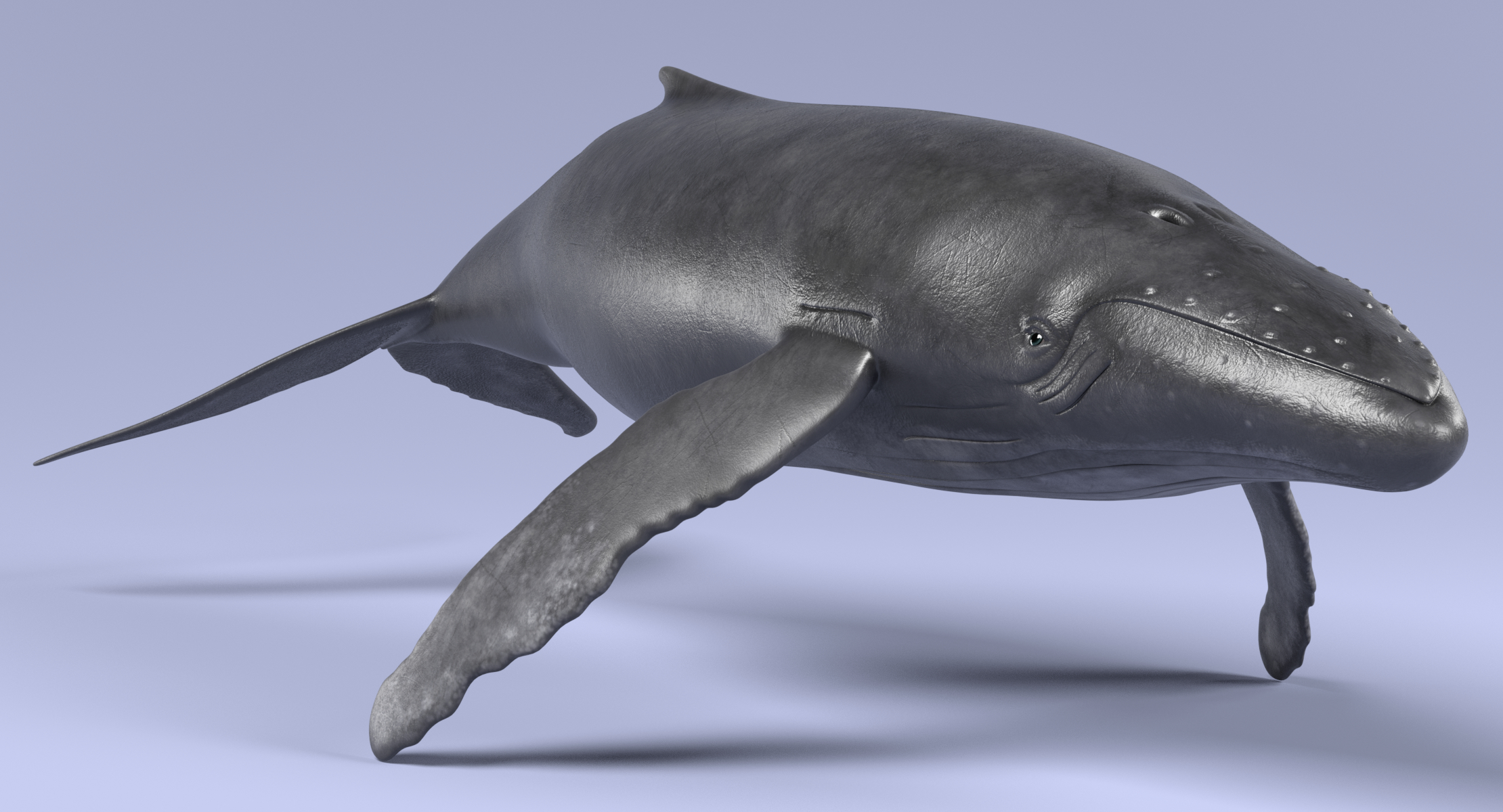Whales 3D model - TurboSquid 1226678