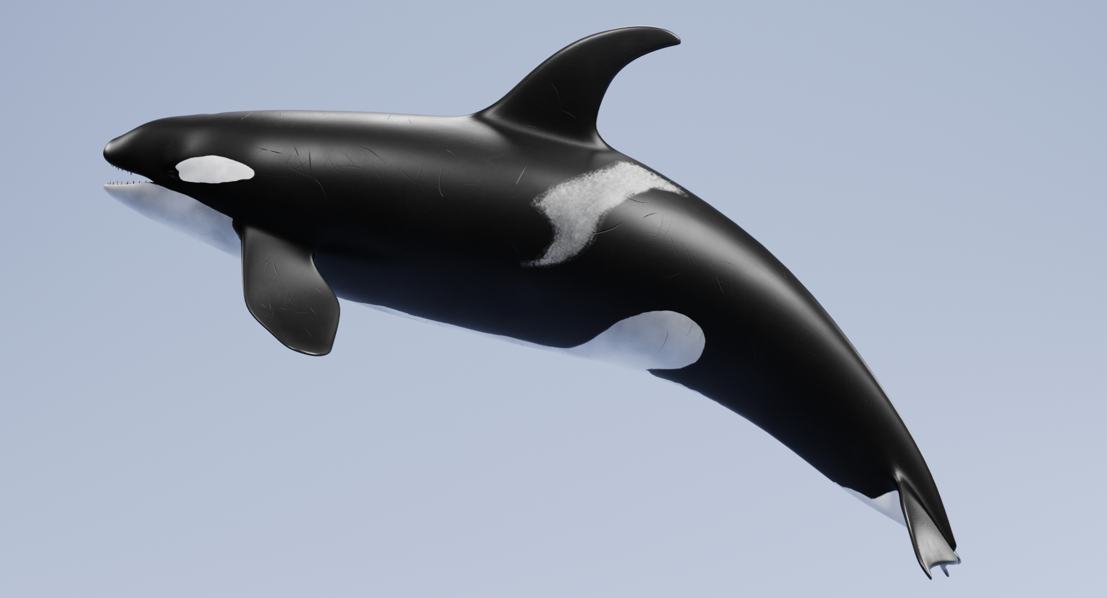 Whales 3D model - TurboSquid 1226678