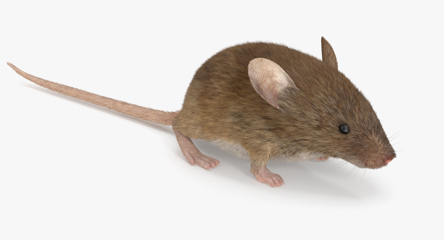 3D mouse fur model - TurboSquid 1226832