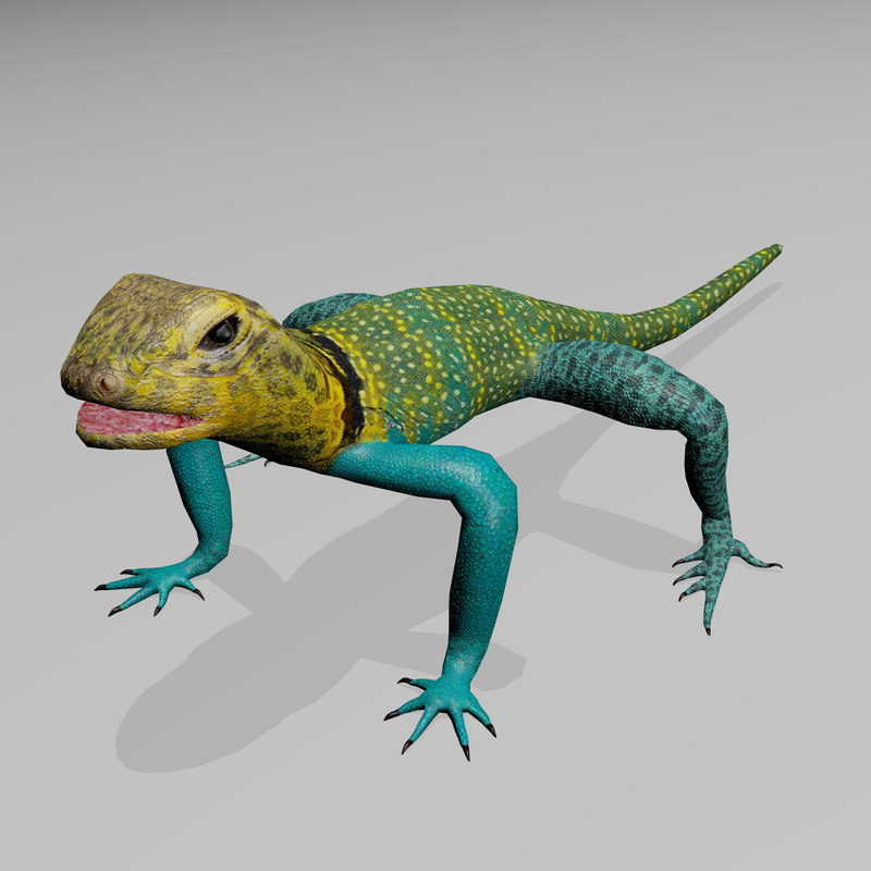 3D collared lizard model - TurboSquid 1226901
