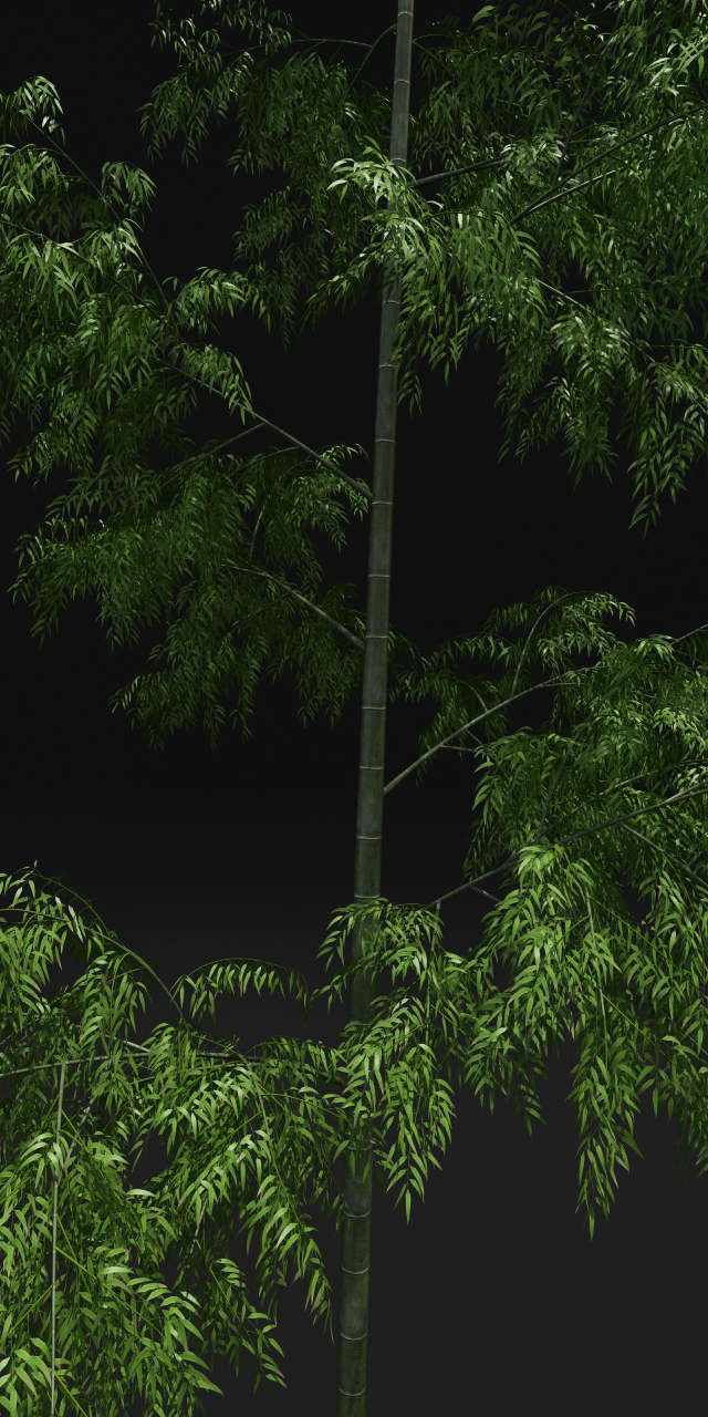 Bamboo trees scatter 3D model - TurboSquid 1227244