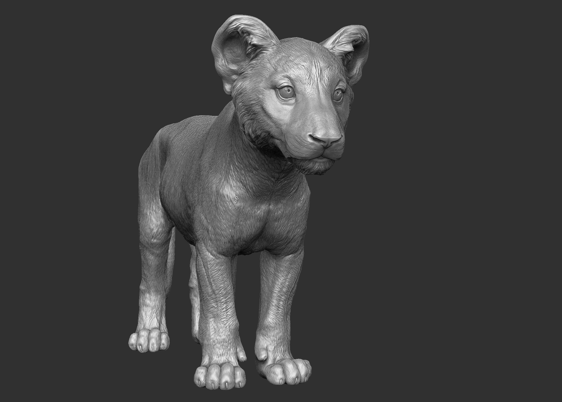 Lion cub 3D - TurboSquid 1227264