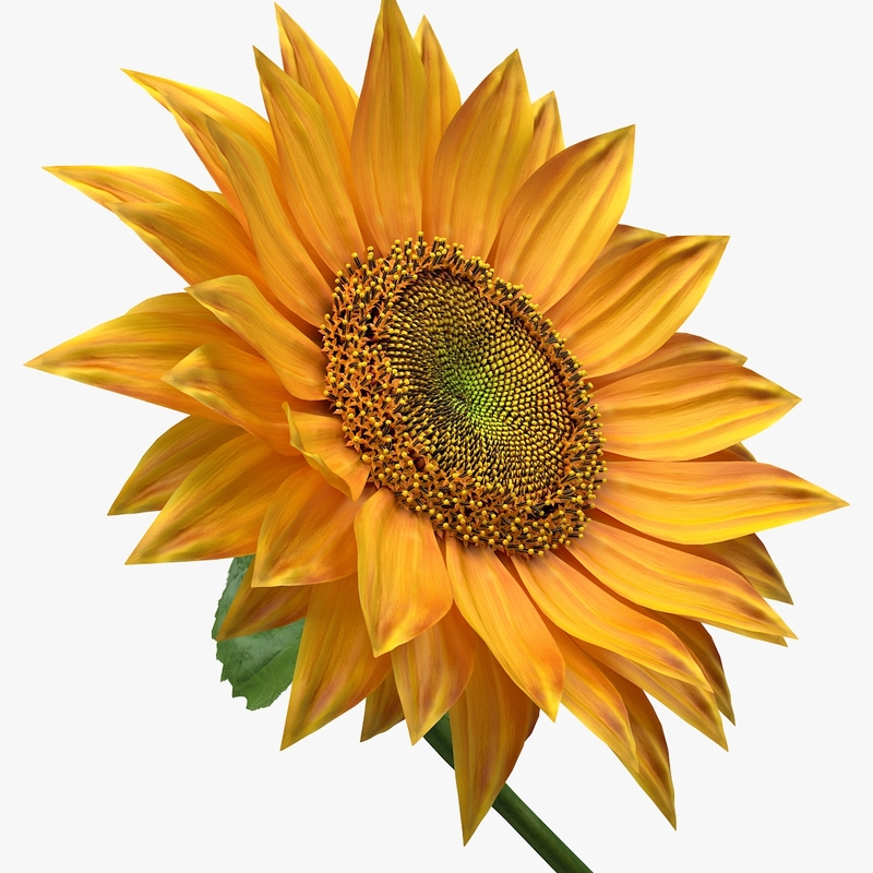 3D realistic sunflower flowers model - TurboSquid 1227323