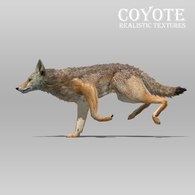 3D coyote animations model - TurboSquid 1227740
