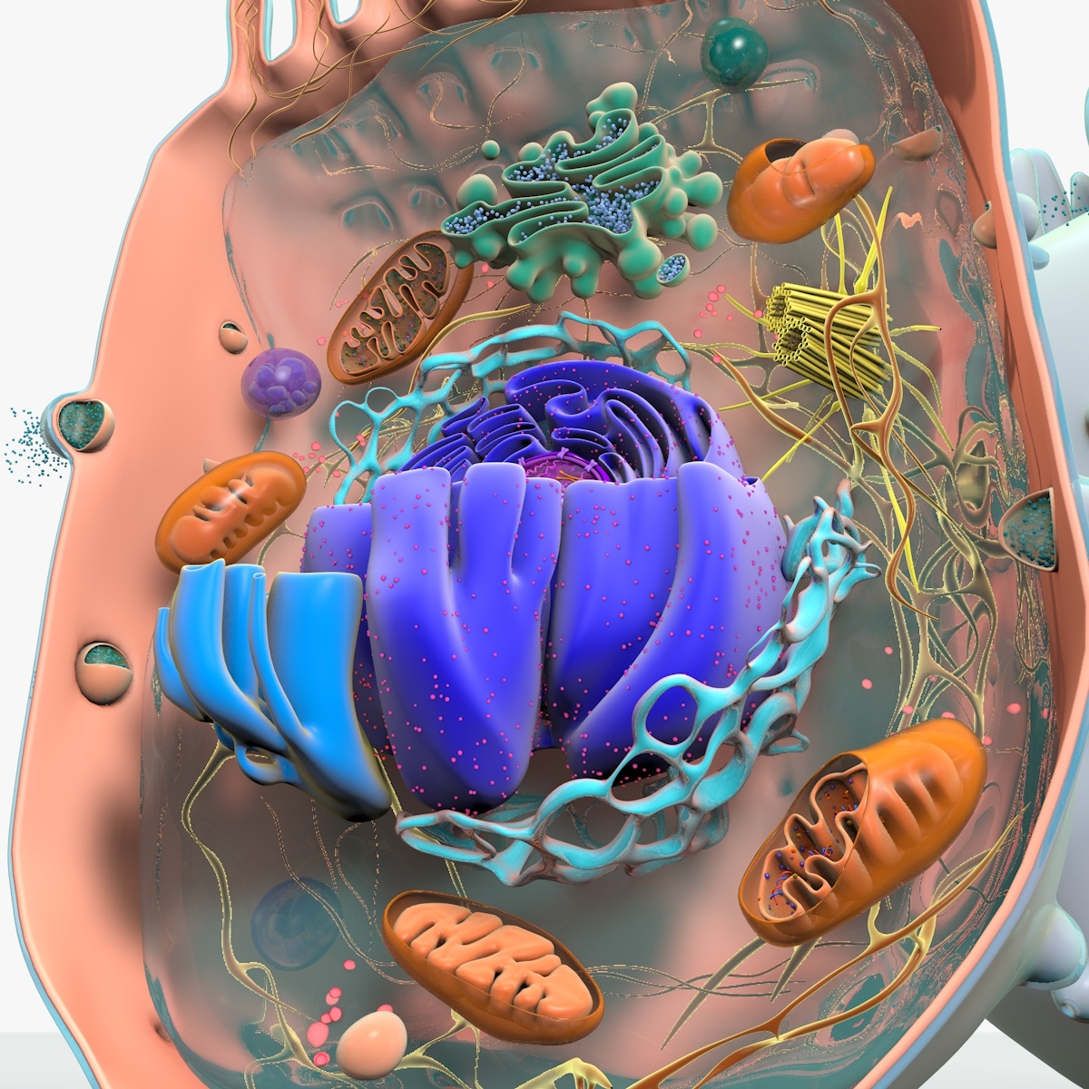 Cell animal cytoplasma 3D - TurboSquid 1227995