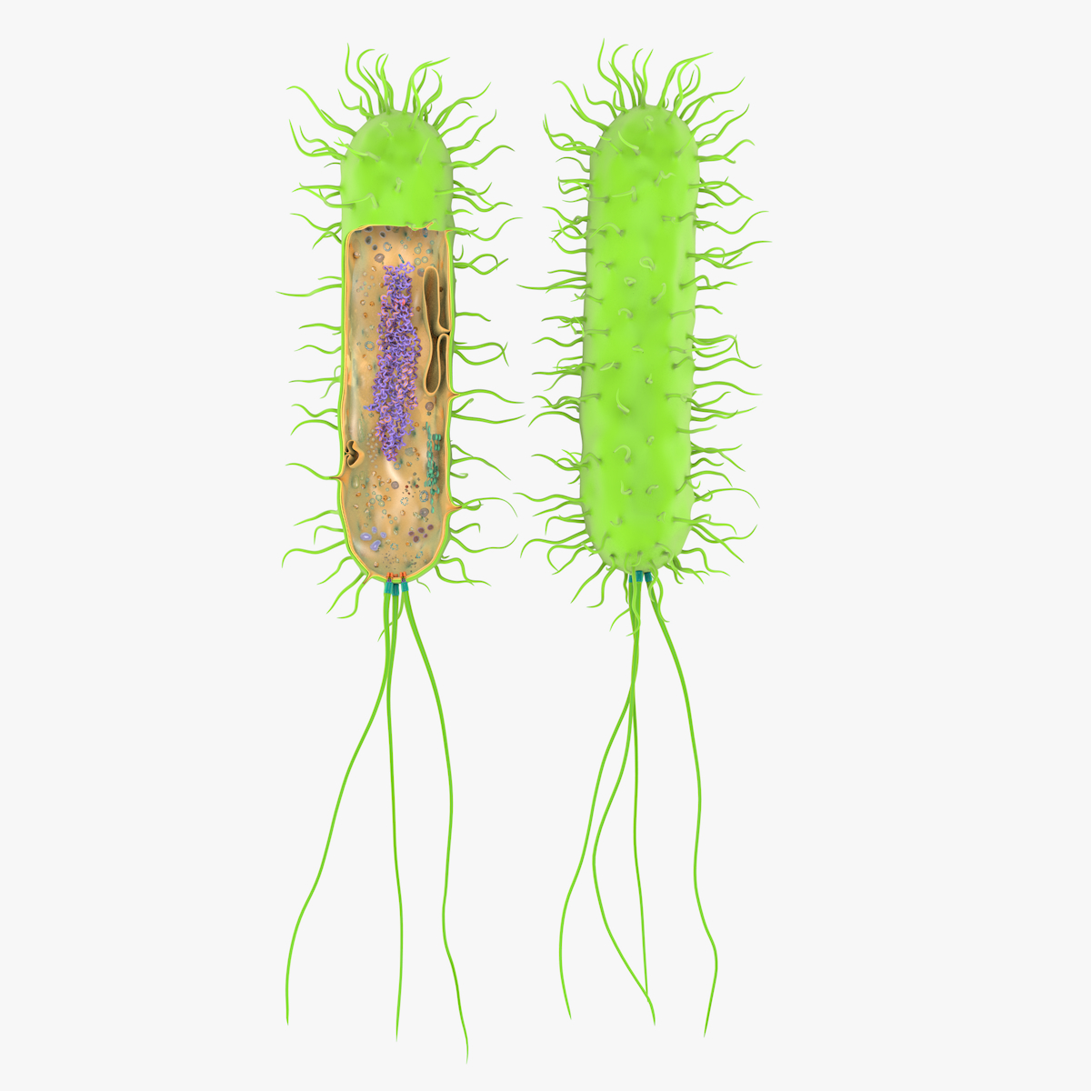 Cell animal cytoplasma 3D - TurboSquid 1227995