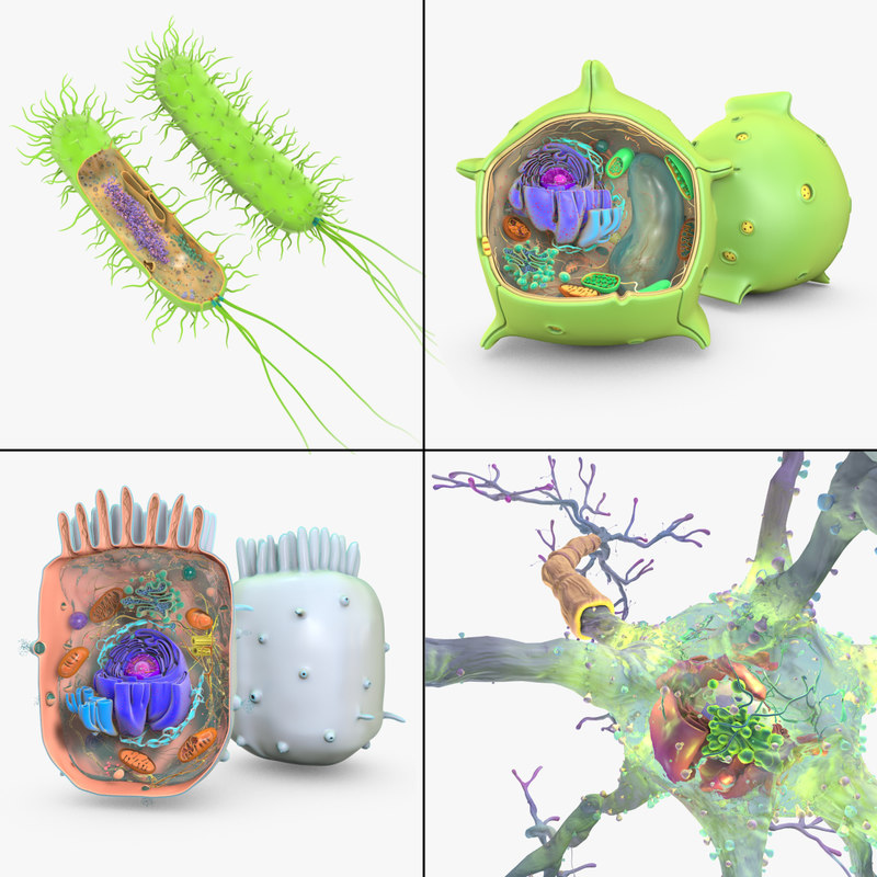 Cell animal cytoplasma 3D - TurboSquid 1227995