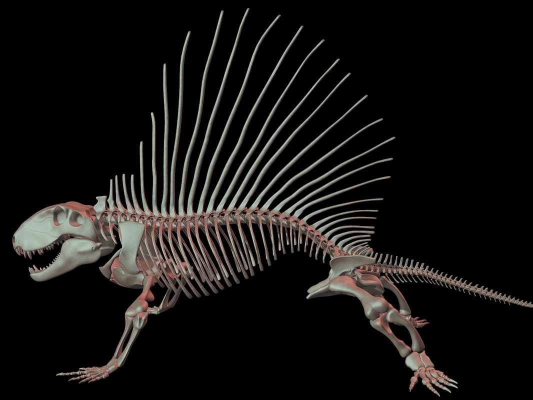 Dimetrodon skeleton 3D model - TurboSquid 1228656