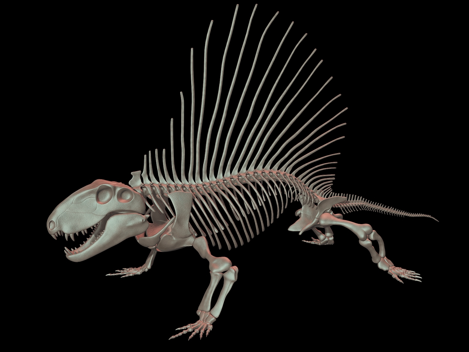 Dimetrodon skeleton 3D model - TurboSquid 1228656