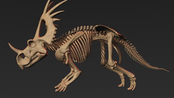 Styracosaurus skeleton 3D model - TurboSquid 1228764