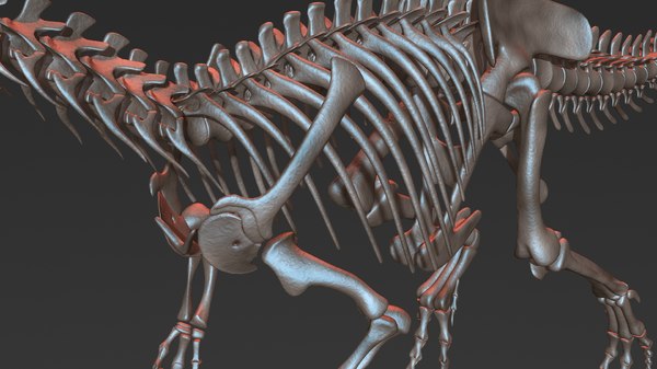 modelo 3d Esqueleto de allosaurus - TurboSquid 1228773