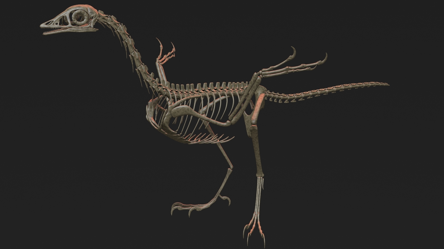 Archaeopteryx skeleton 3D - TurboSquid 1228788