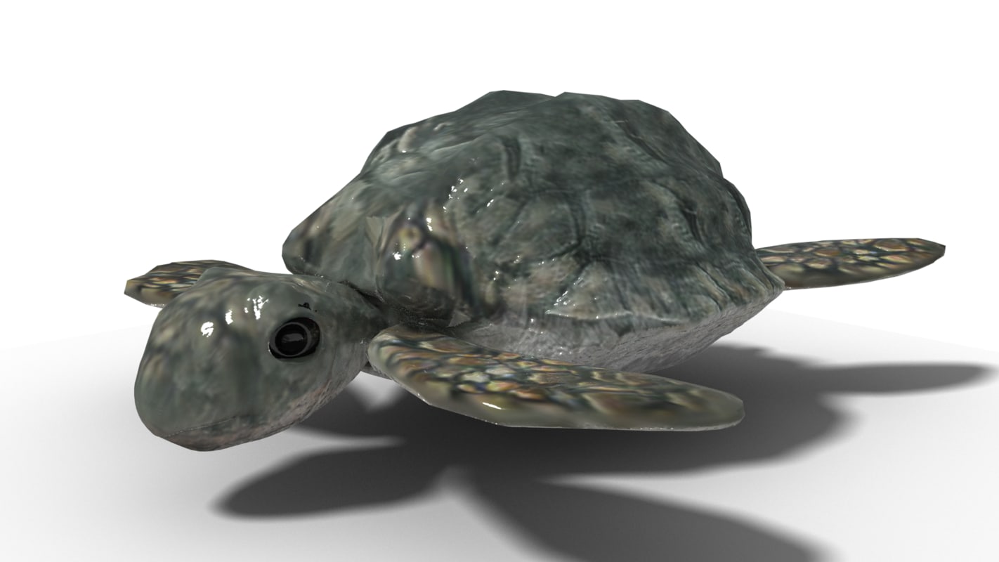 Blender turtle 3D model - TurboSquid 1228808