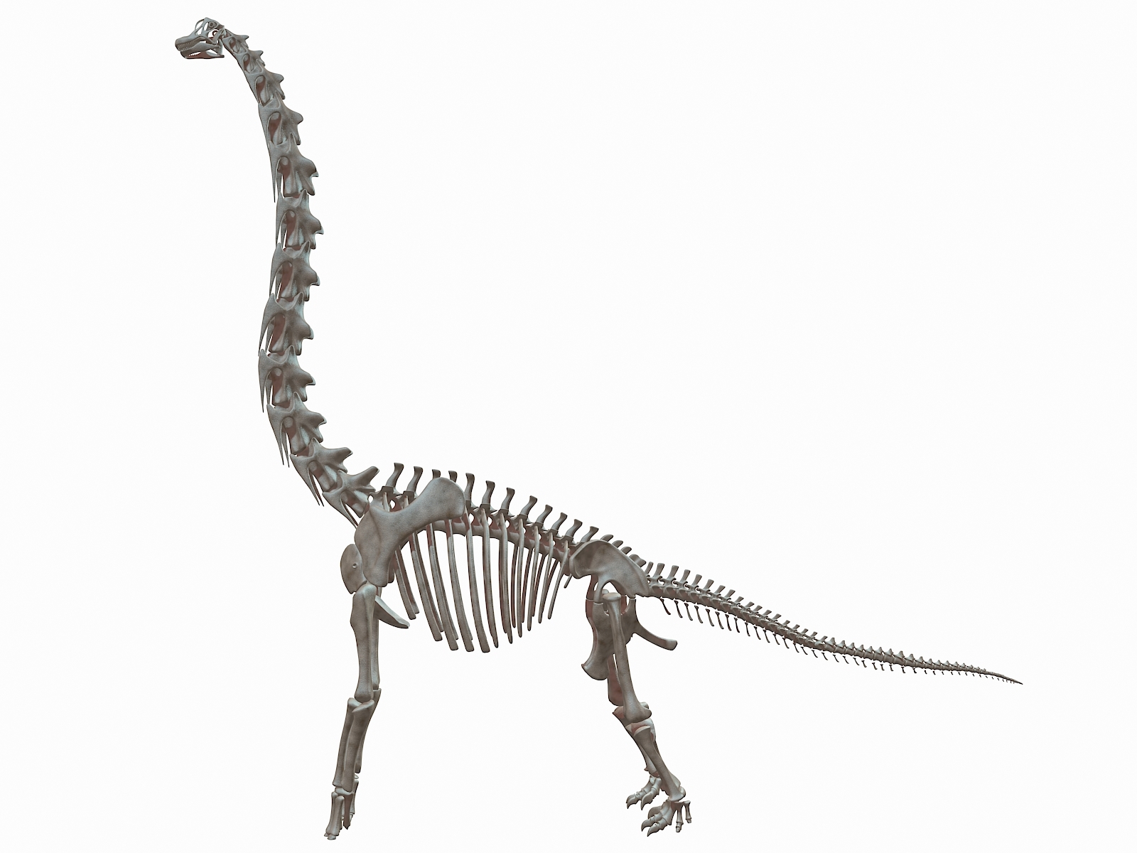 Brachiosaurus skeleton 3D model - TurboSquid 1228817