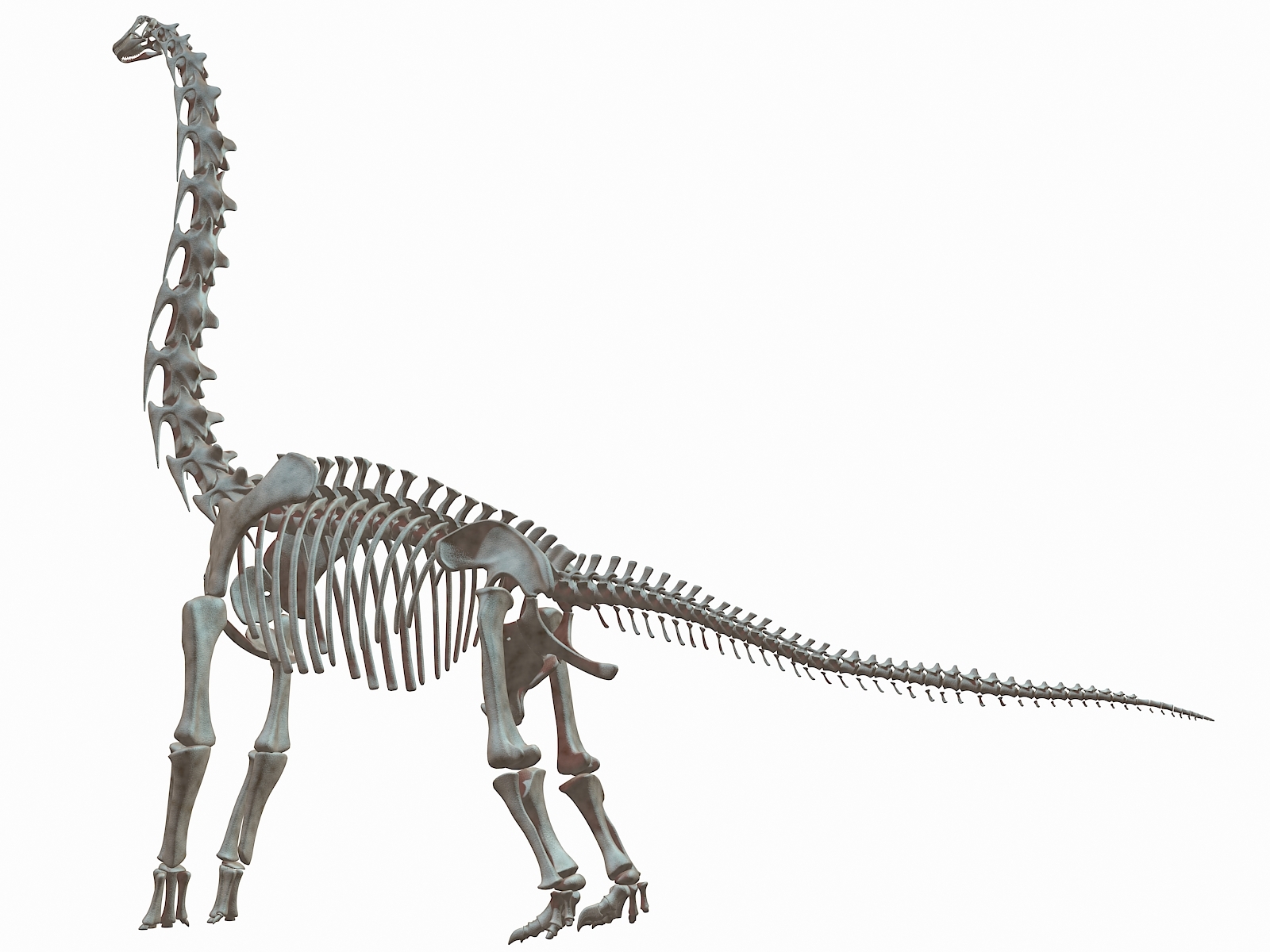 Brachiosaurus skeleton 3D model - TurboSquid 1228817