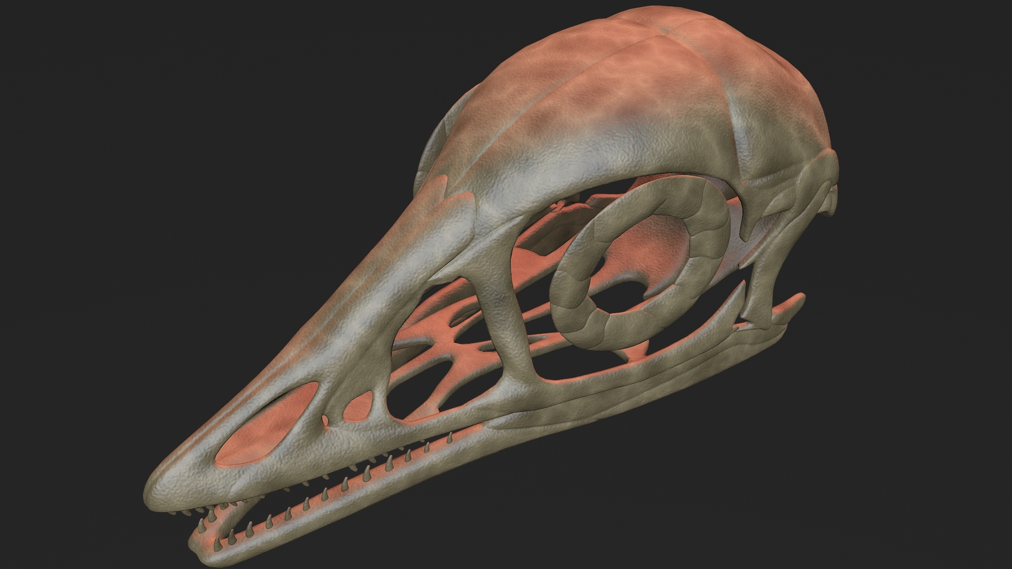 Archaeopteryx skull 3D - TurboSquid 1229529