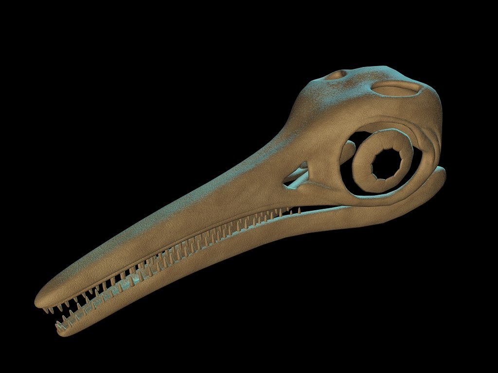 3D model ichthyosaurus skull - TurboSquid 1229533