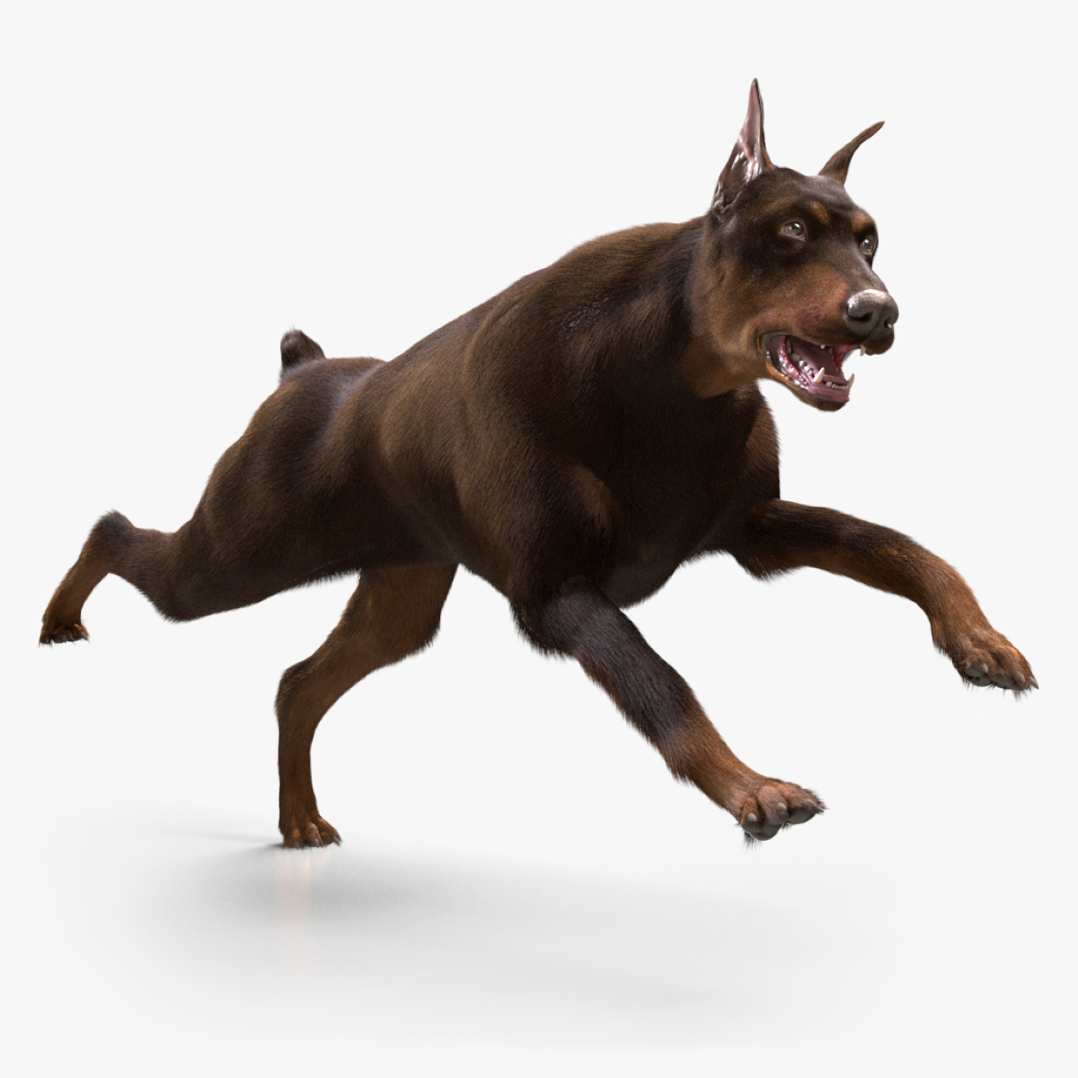 3D doberman fur rigged model - TurboSquid 1229705
