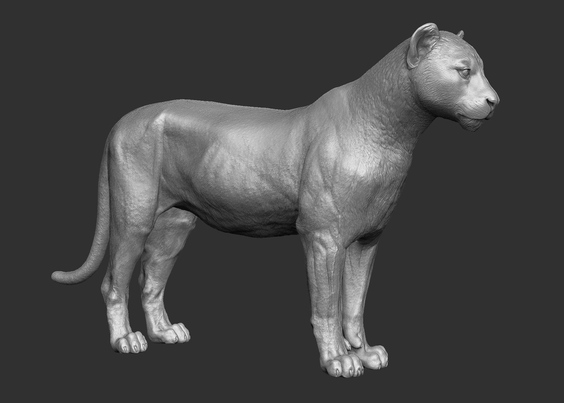 Leopard panther cougar 3D model - TurboSquid 1229823