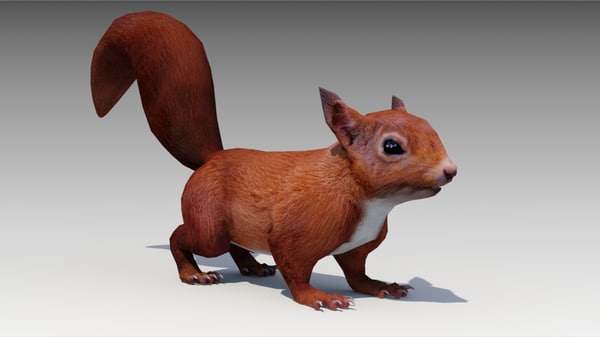 Squirrel 3D Models for Download | TurboSquid