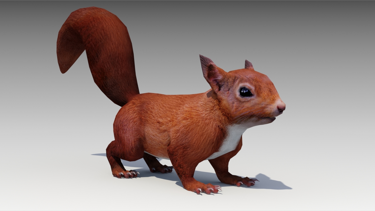 3D squirrel model - TurboSquid 1229896