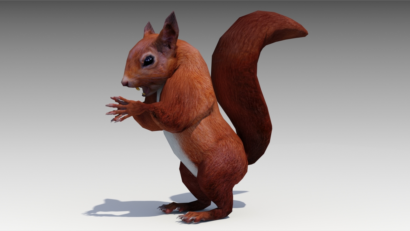 3D squirrel model - TurboSquid 1229896