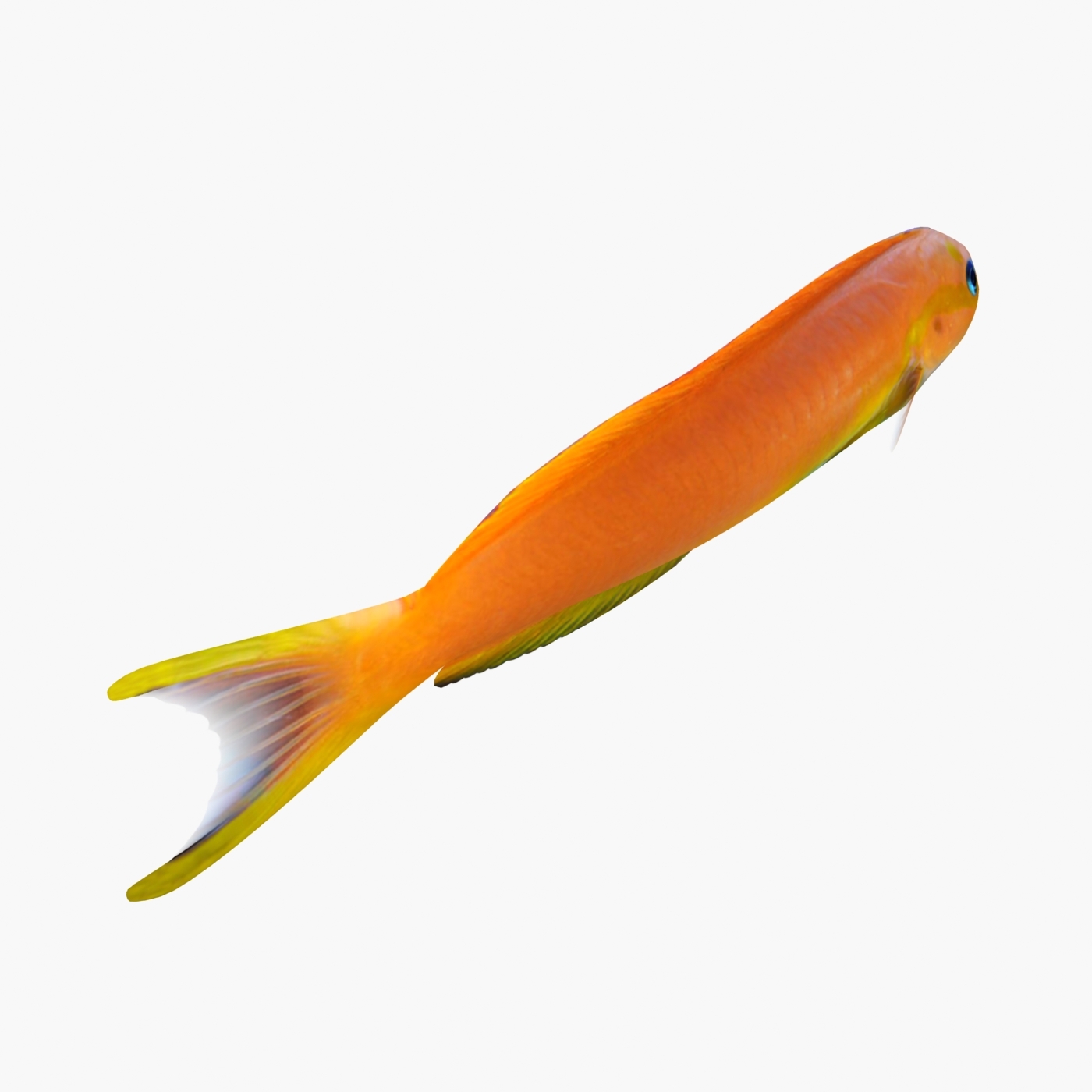 3D sea-life sea model - TurboSquid 1229909
