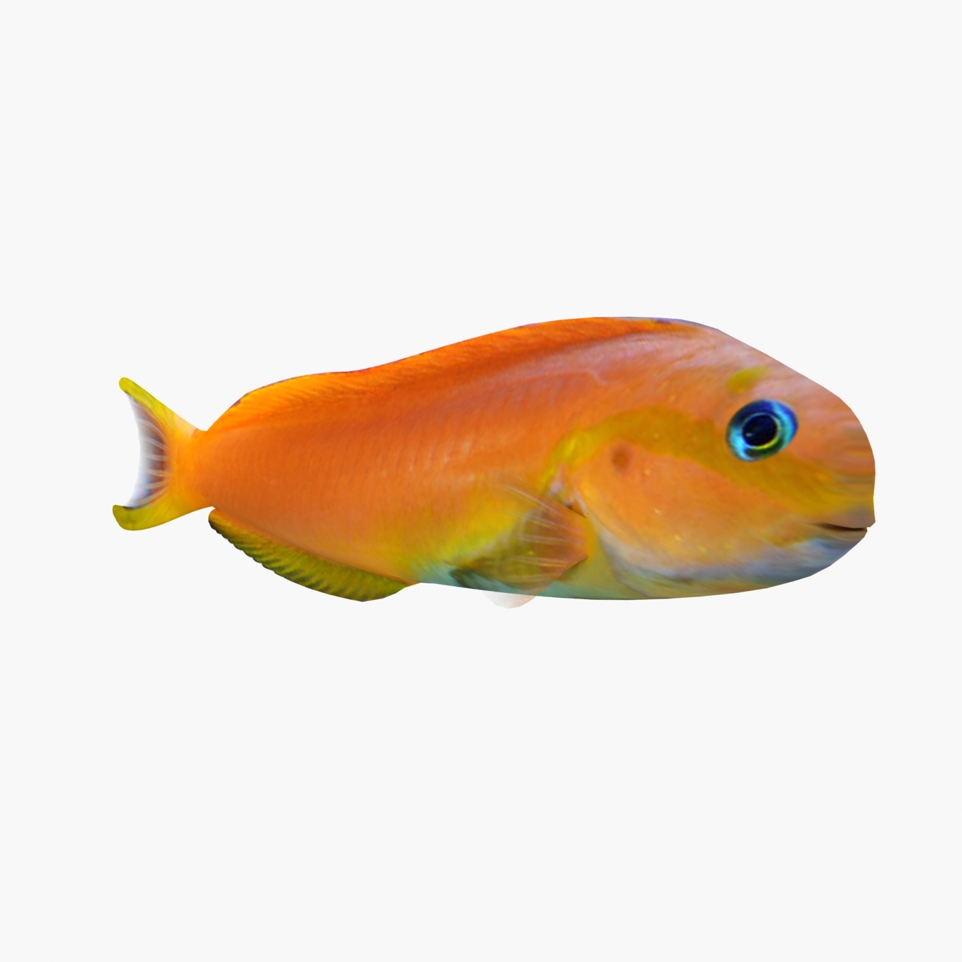 3D sea-life sea model - TurboSquid 1229909