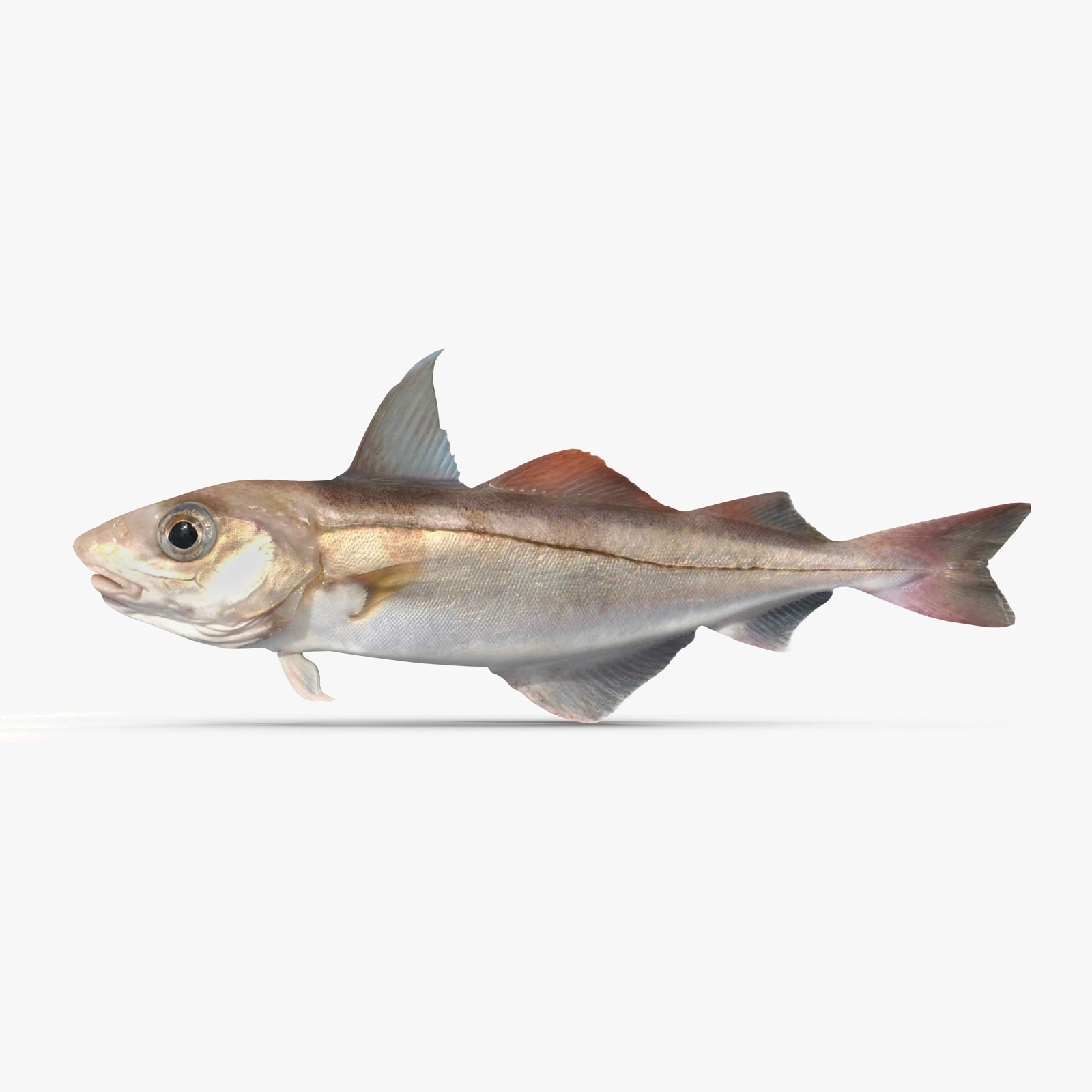 3D sea-life sea model - TurboSquid 1229909