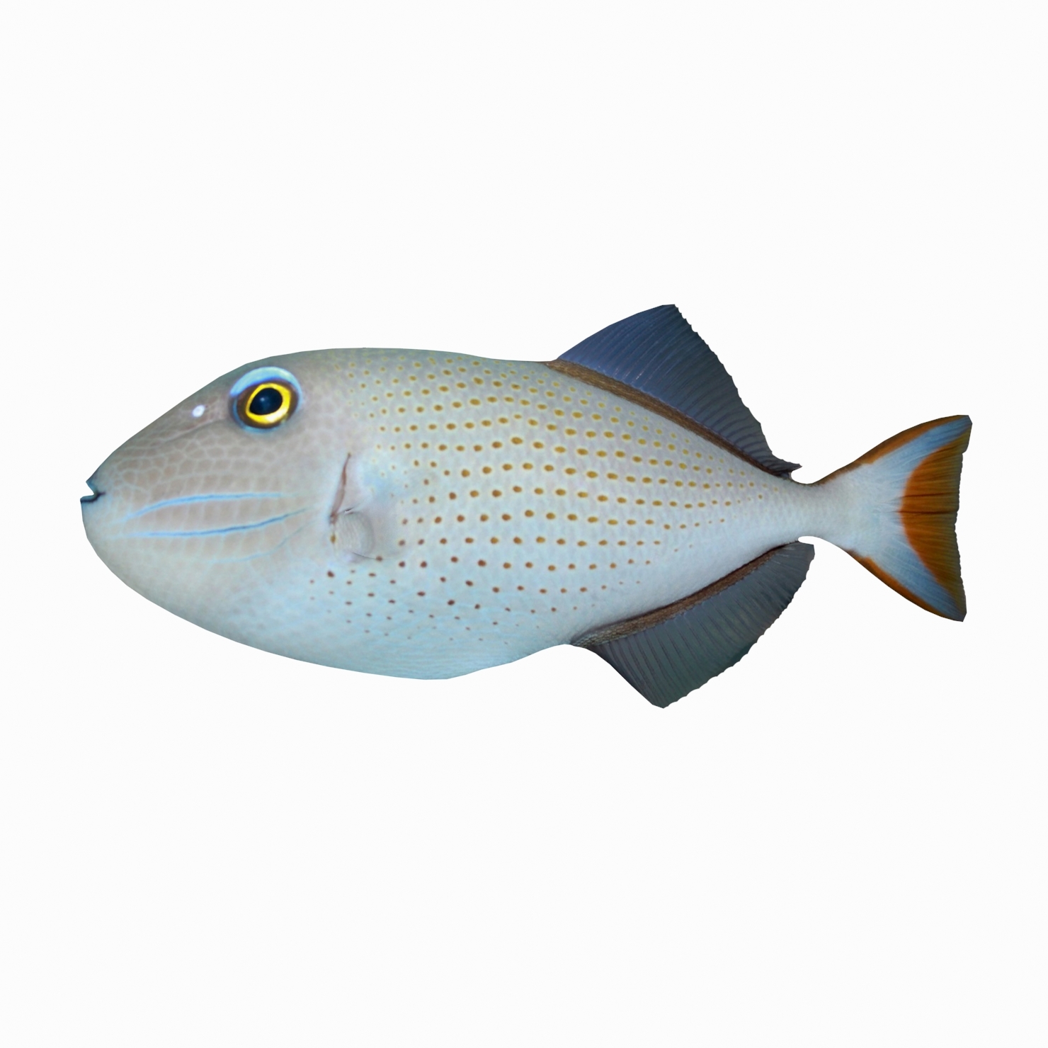 3D sea-life sea model - TurboSquid 1229909