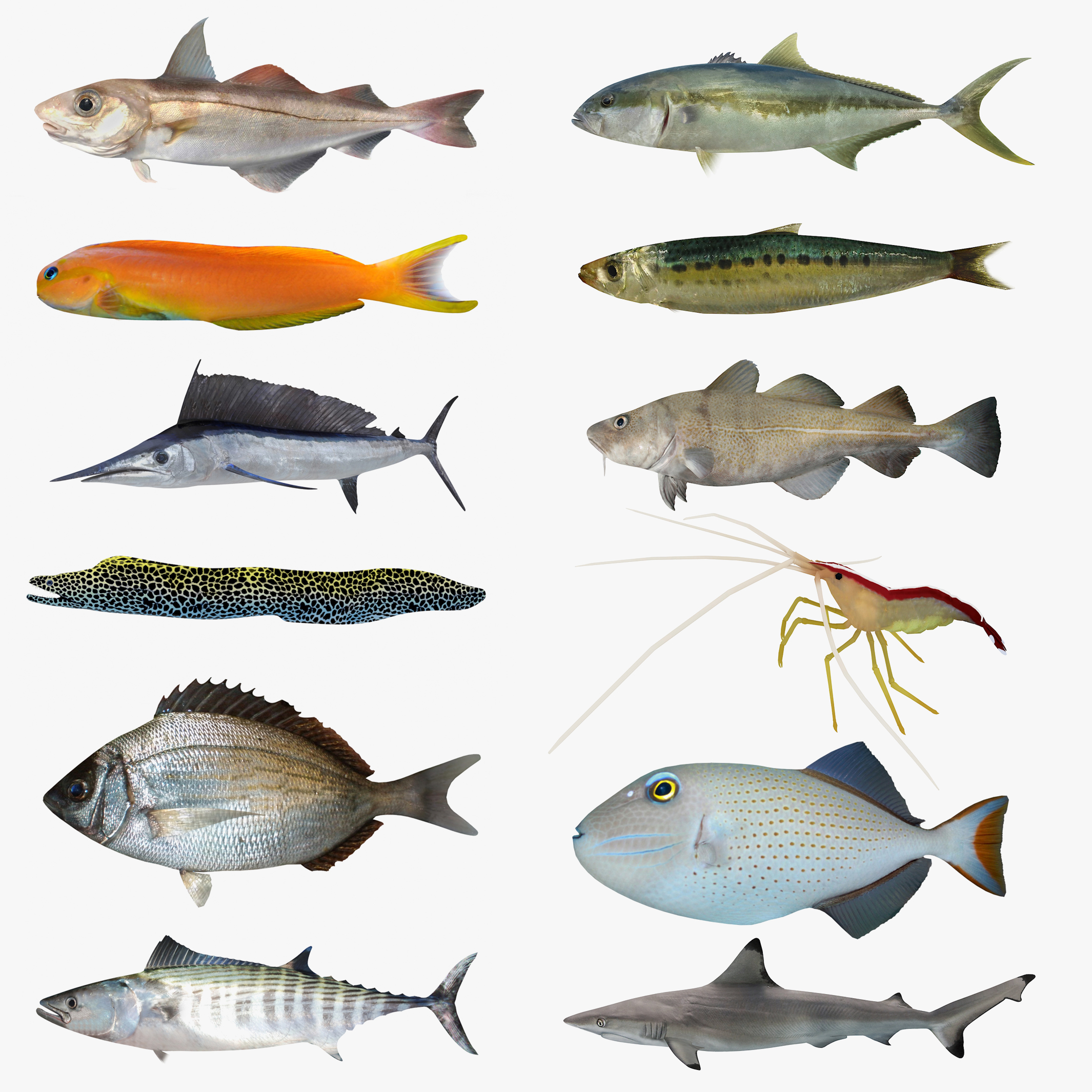 3D sea-life sea model - TurboSquid 1229909