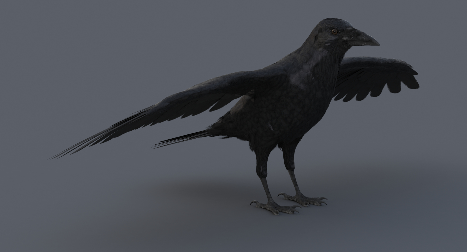 modèle 3D de corbeau - TurboSquid 1230443
