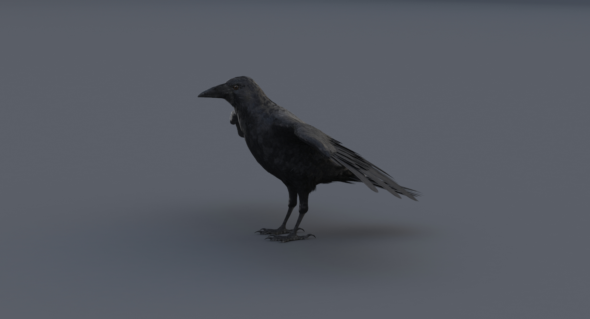 modèle 3D de corbeau - TurboSquid 1230443