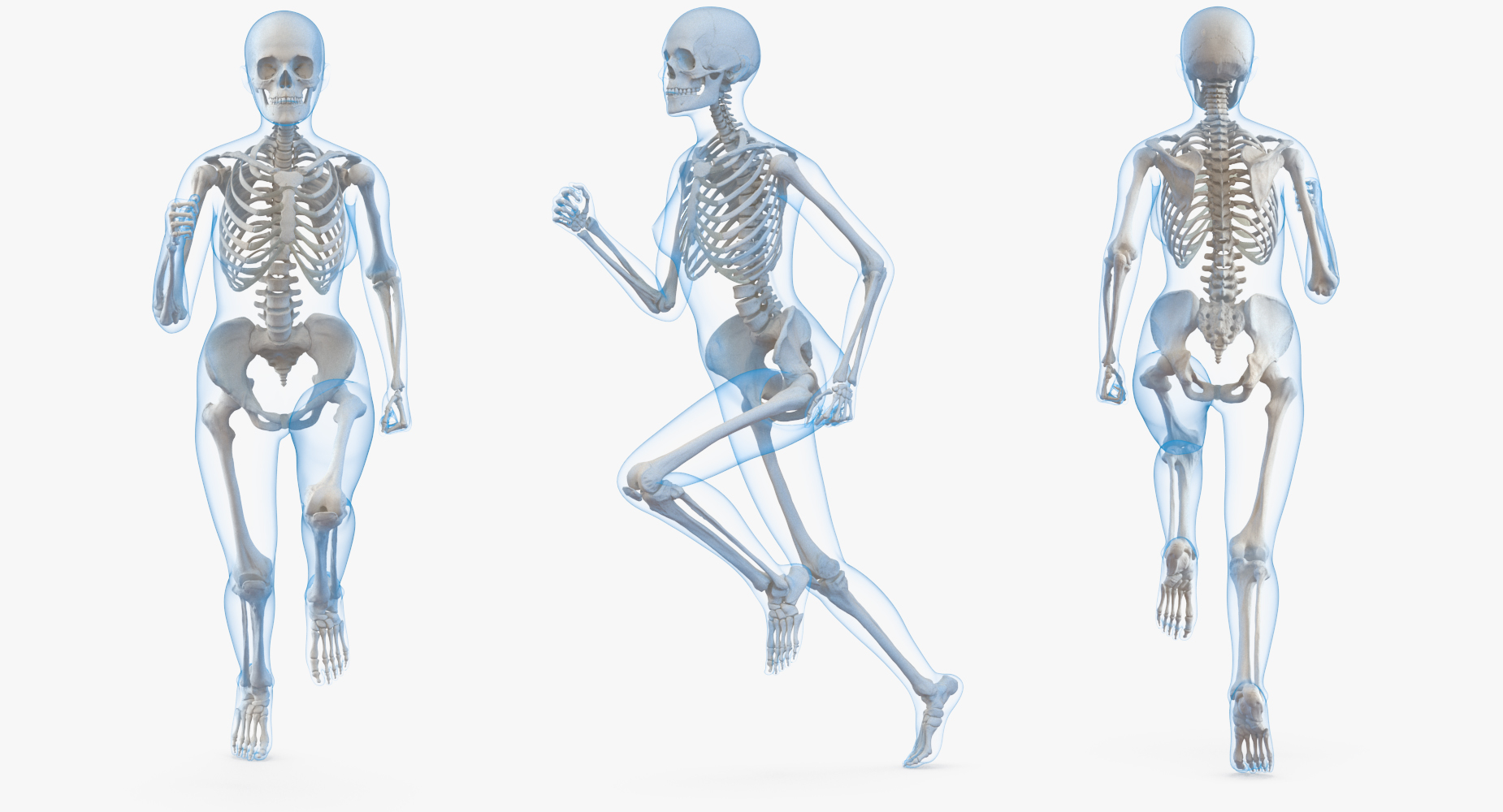 Female body skeleton running 3D - TurboSquid 1230780